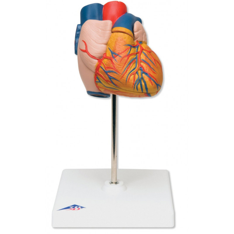 3B Scientific G10 2 part heart model | Medi-Shop.gr