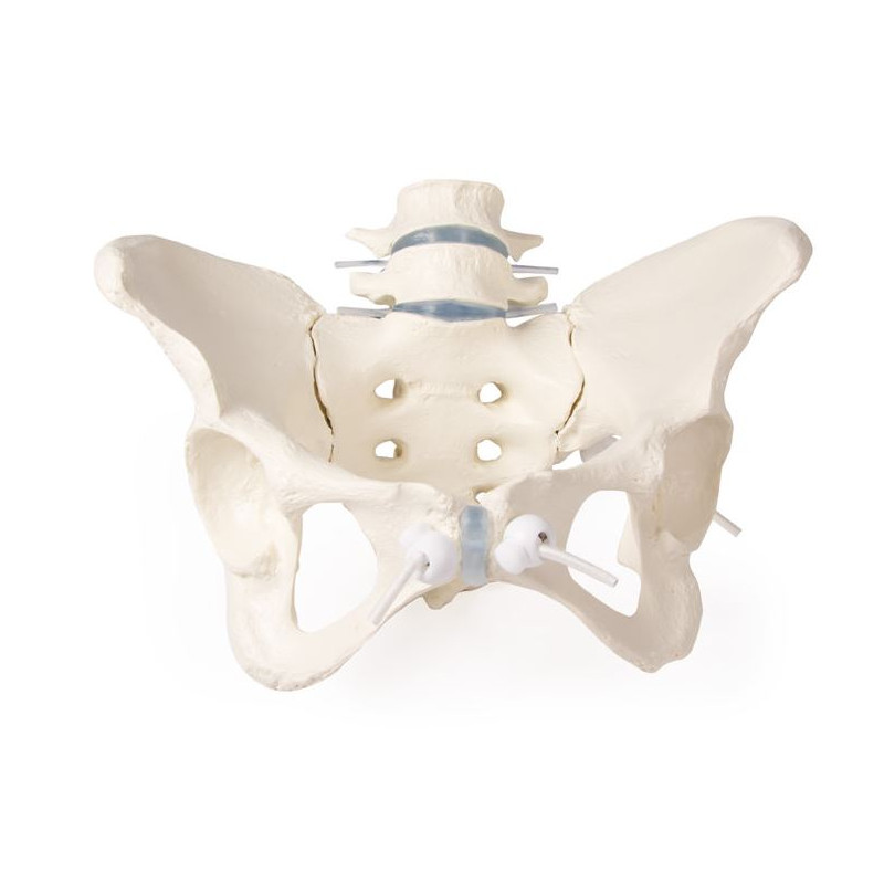 Erler Zimmer 4058G female pelvic model | Medi-Shop.gr
