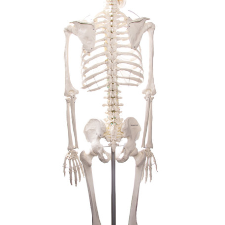 Erler Zimmer 2960 skeleton model with roller stand | Medi-Shop.gr
