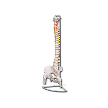 Spinal column model 40132 | Medi-Shop.gr