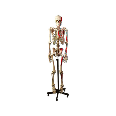 Muscular skeleton model 40125 | Medi-Shop.gr