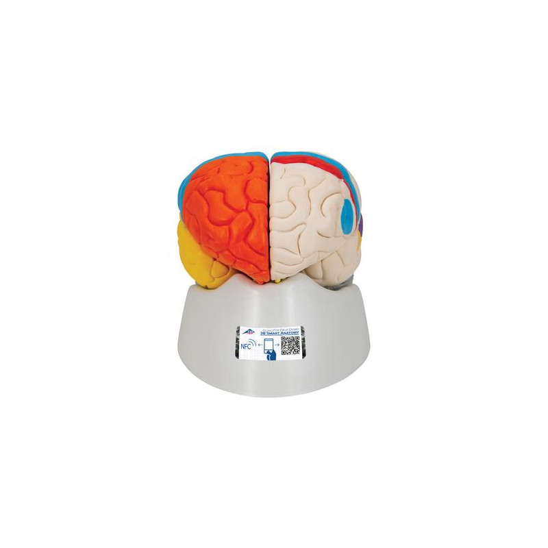 3B Scientific 8-part neuro-anatomical brain model | Medi-Shop.gr