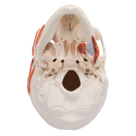 3B Scientific 2-part skull model with masticatory muscles | Medi-Shop.gr