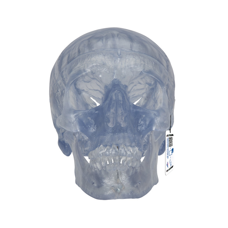 3B Scientific 3-part transparent skull model | Medi-Shop.gr