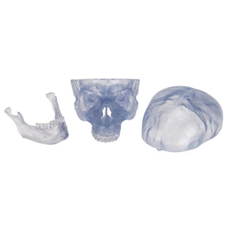 3B Scientific 3-part transparent skull model | Medi-Shop.gr