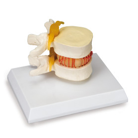 Human torso models | Medi-Shop.gr