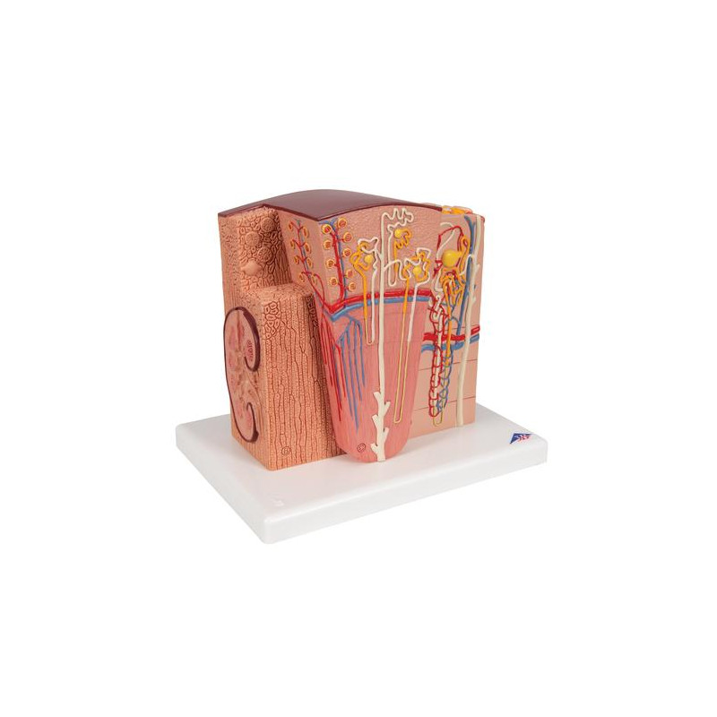 Πρόπλασμα μικροανατομίας νεφρού 3B Scientific | Medi-Shop.gr