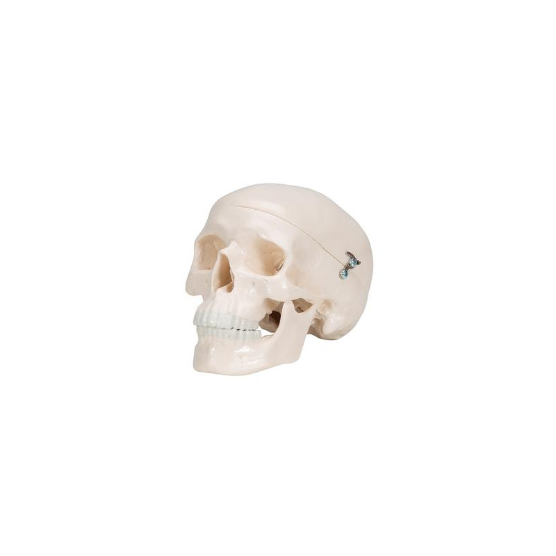 3B Scientific 3-part mini human skull model | Medi-Shop.gr