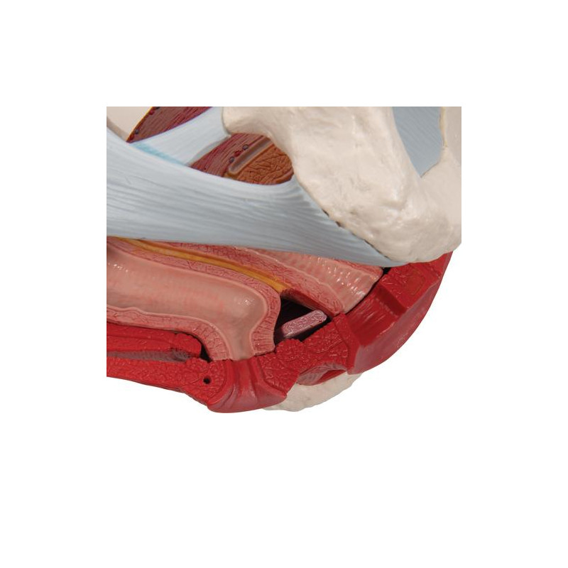 3B Scientific 4-part female pelvis skeleton model with ligaments ...