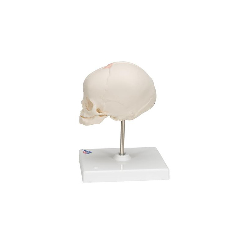 3B Scientific fetal skull model 30th week pregnancy on stand | Medi-Shop.gr
