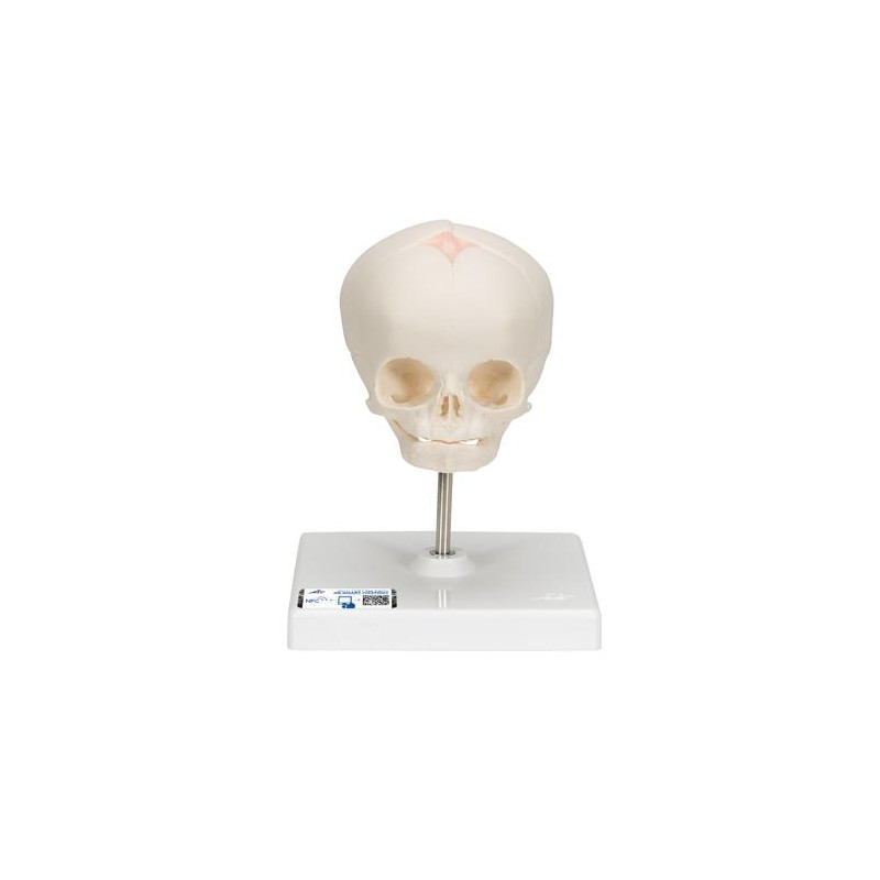 3B Scientific fetal skull model 30th week pregnancy on stand | Medi-Shop.gr