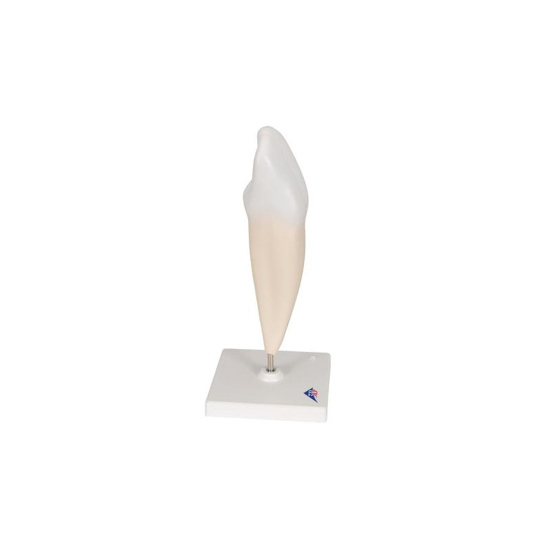 3B Scientific 2-part lower canine tooth model | Medi-Shop.gr