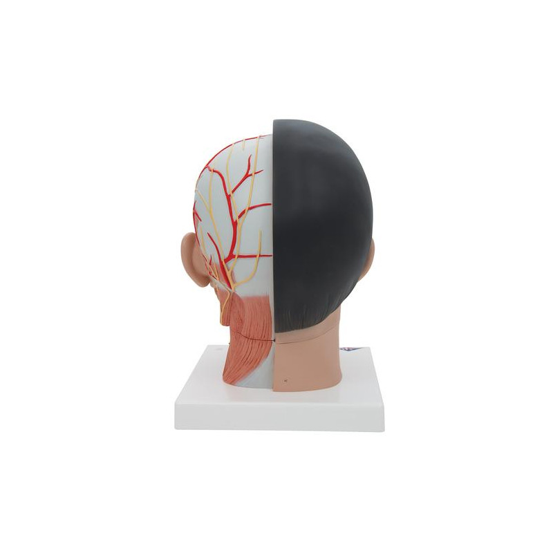 3B Scientific Deluxe 4-part head model with neck | Medi-Shop.gr