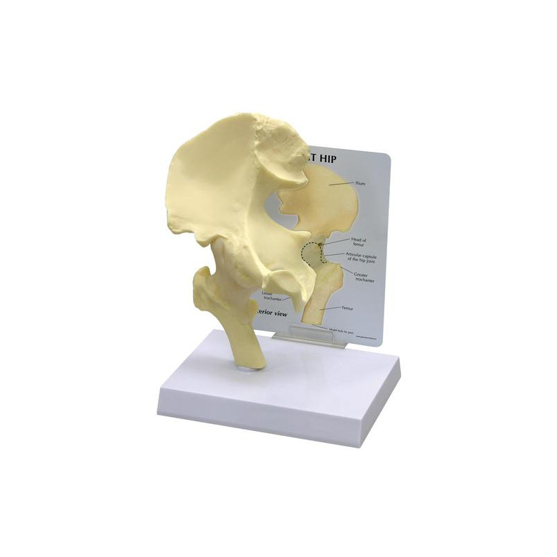 GPI Anatomicals right hip skeleton model | Medi-Shop.gr
