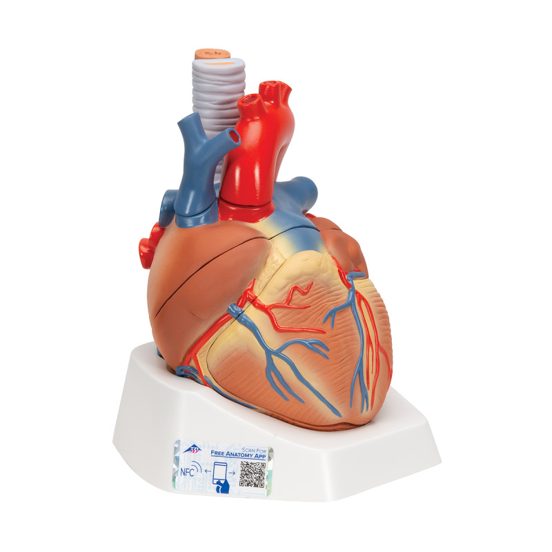 3B Scientific 7-part heart model | Medi-Shop.gr