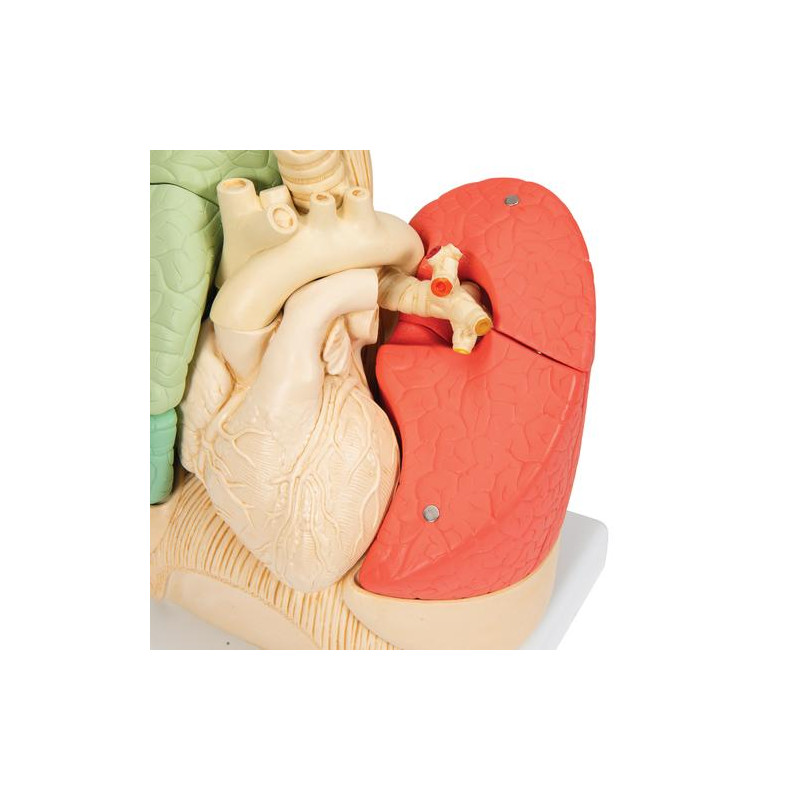 3B Scientific segmented lung model | Medi-Shop.gr