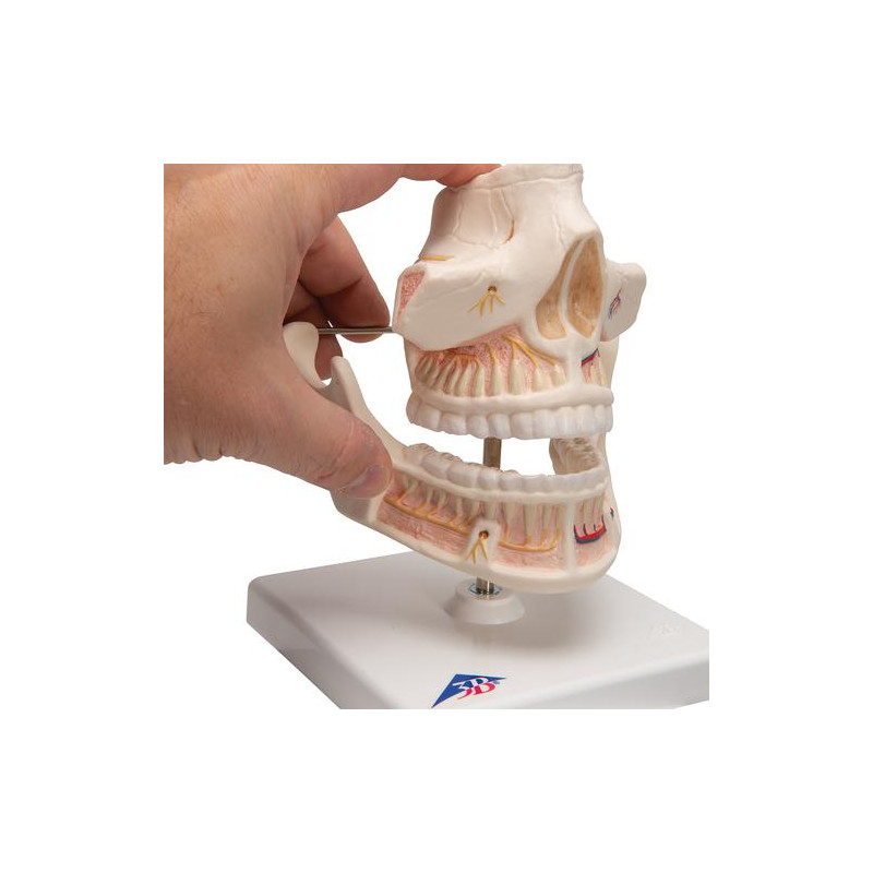 3B Scientific adult denture model with roots and nerves | Medi-Shop.gr