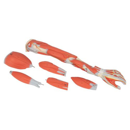 3B Scientific 6-part muscle arm model | Medi-Shop.gr