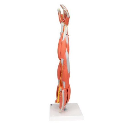 3B Scientific 6-part muscle arm model | Medi-Shop.gr