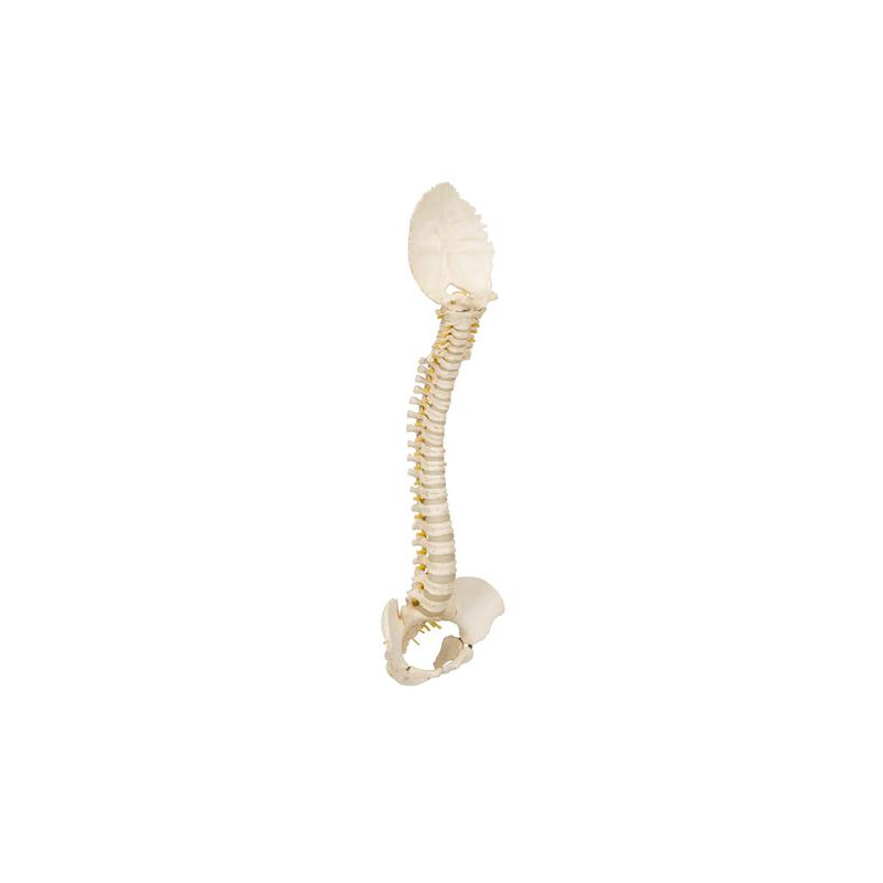 3B Scientific BONElike child spine model | Medi-Shop.gr