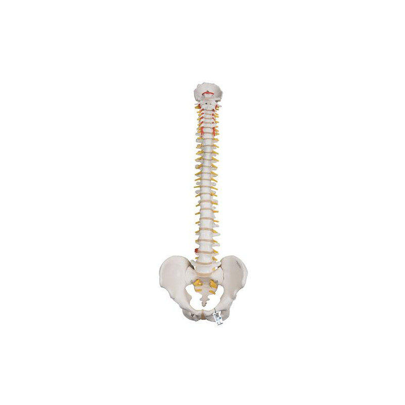 3B Scientific flexible spine model | Medi-Shop.gr