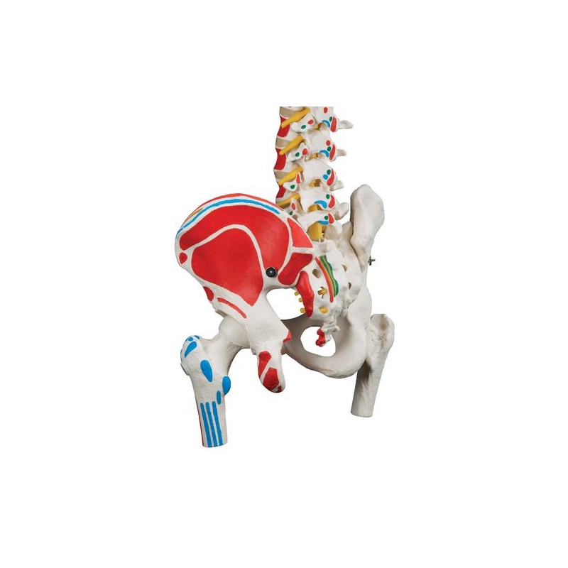 3B Scientific spine model with femur heads and painted muscles | Medi ...