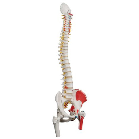 3B Scientific spine model with femur heads and painted muscles | Medi ...