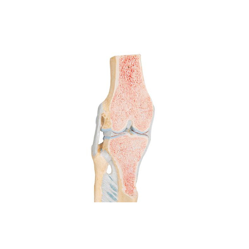 3B Scientific 3-part sectional knee joint model | Medi-Shop.gr
