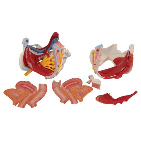 3B Scientific 6-part female pelvis skeleton model with ligaments ...