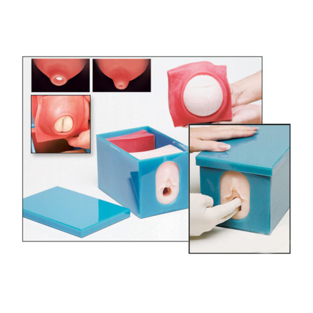 Health Edco fetal monitoring and labor progress model set | Medi-Shop.gr