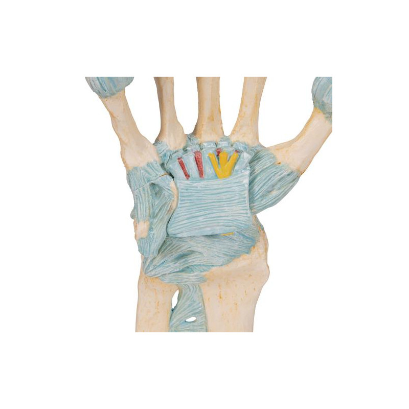 3B Scientific hand skeleton model with ligaments and carpal tunnel ...