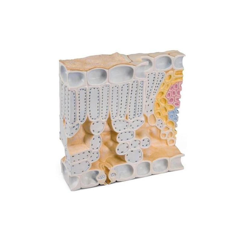 3B Scientific leaf cross section of beech model | Medi-Shop.gr