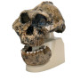 3B Scientific Australopithecus Boisei skull model | Medi-Shop.gr